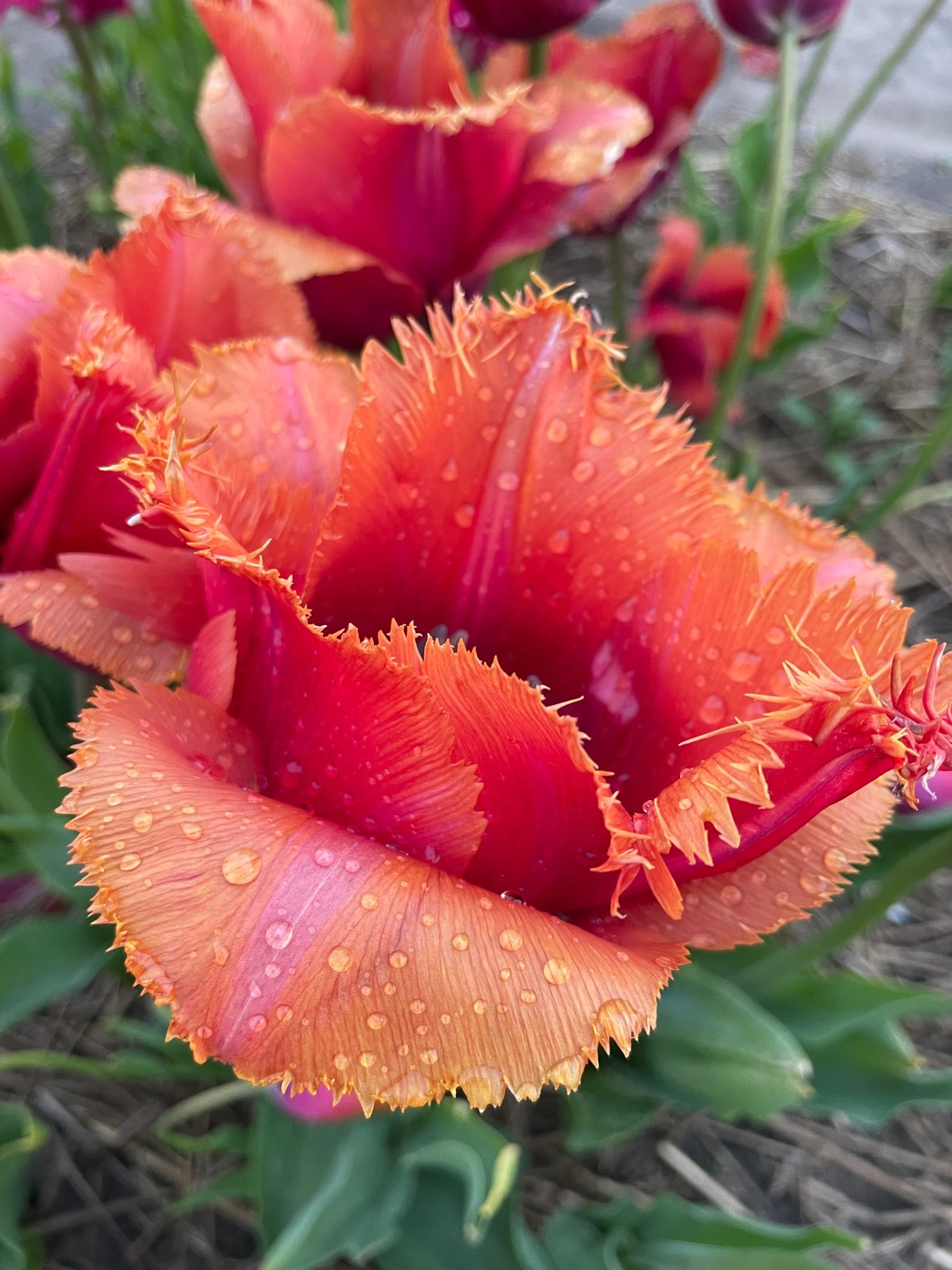 Tulip bulbs Louvre Orange - wonderful pink-orange fringed tulip! - Tulip Store