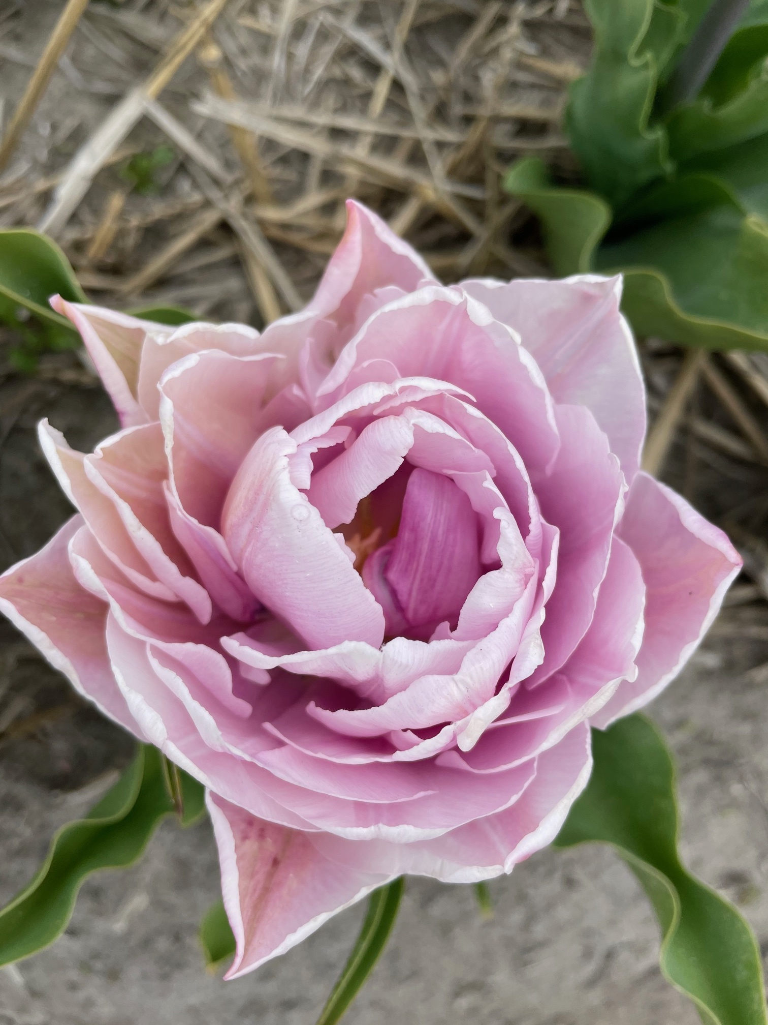 Tulpenbollen Katinka - een eyecatcher in elke tuin! - Tulip Store