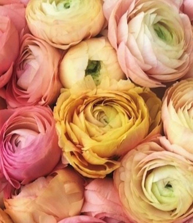 Ranunculus Elegance® Pastello - exclusive and wonderful! - Tulip Store