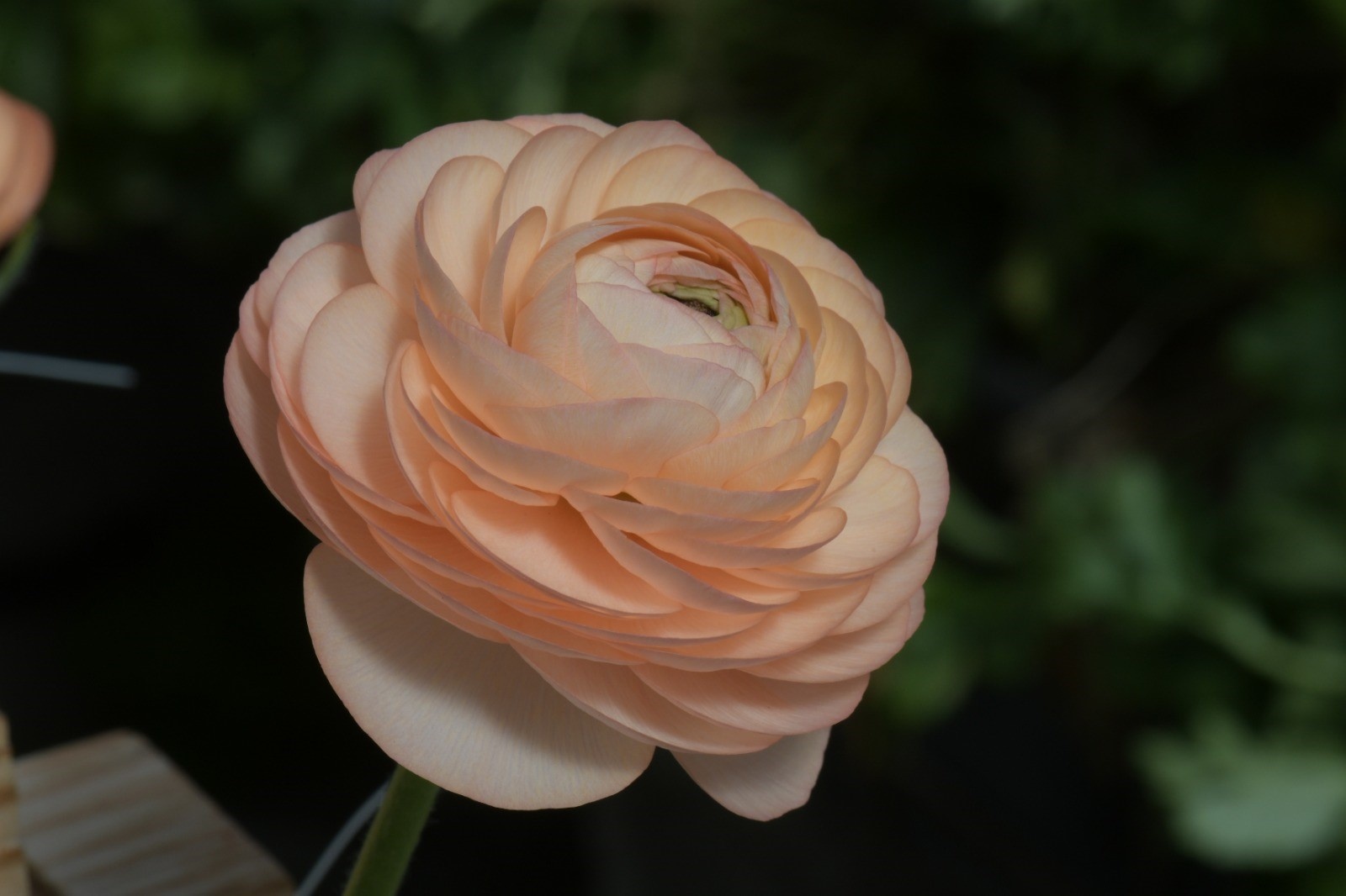 Ranunculus Elegance® Salmone - exclusive and wonderful! - Tulip Store