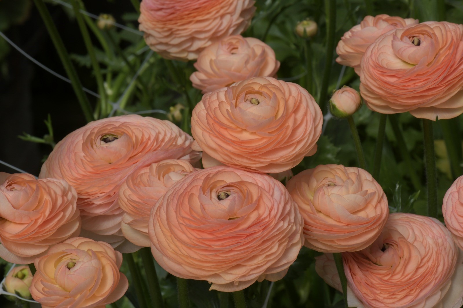 Ranunculus Elegance® Salmone - exclusive and wonderful! - Tulip Store