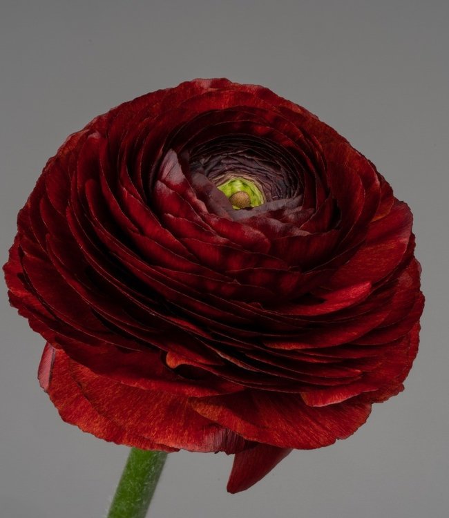 Ranunculus Elegance® Cioccolato - exclusive and wonderful! - Tulip Store