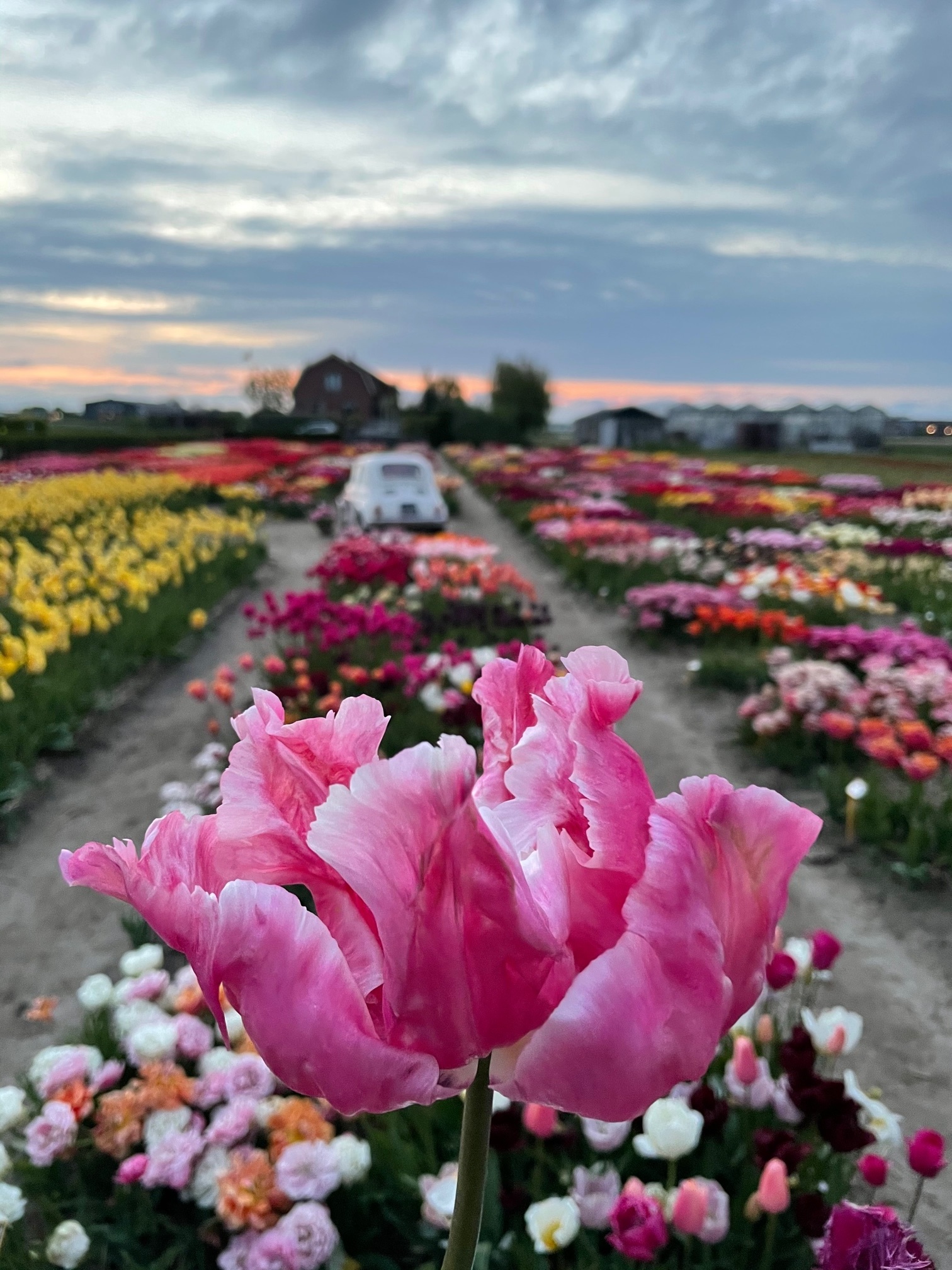 Tulipbulbs Flamingo Queen - very large and exclusive pink tulip ...