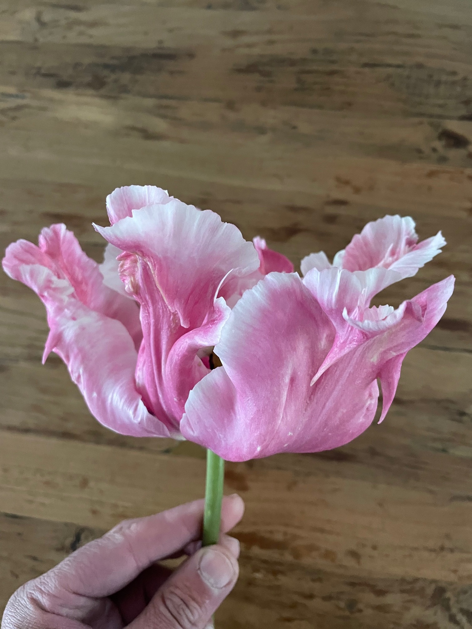 Tulipbulbs Flamingo Queen - very large and exclusive pink tulip ...