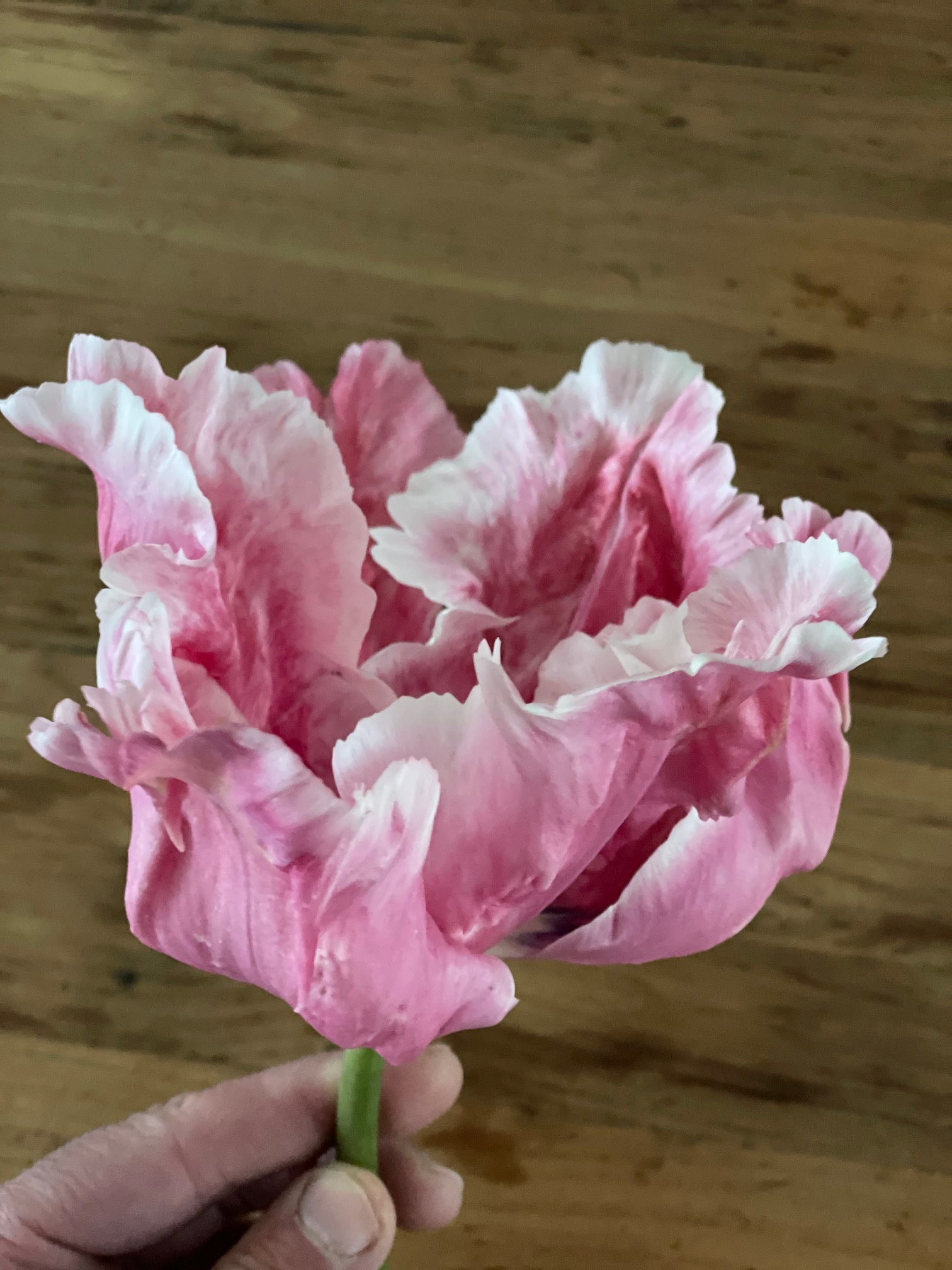 Tulipbulbs Flamingo Queen - very large and exclusive pink tulip ...