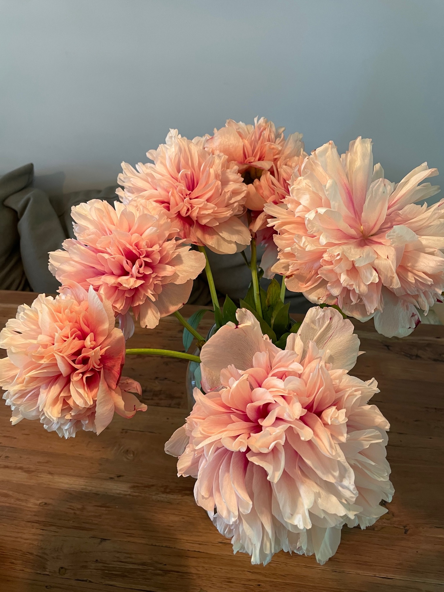 Peony roots Command Performance - wonderful, unique colour! - Tulip Store