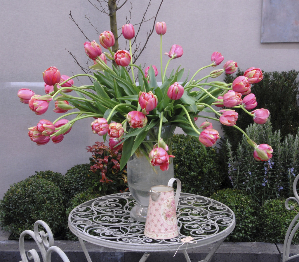 Tulip bulbs Renown Unique - popular, pink peony tulip! - Tulip Store