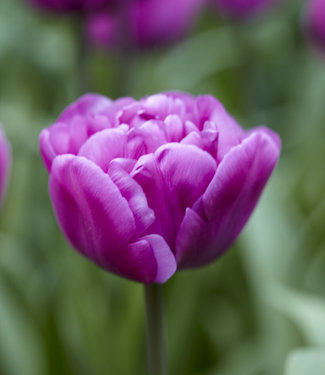Alle tulpen - Tulip Store