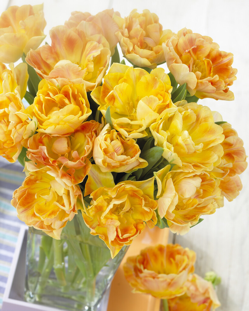 Tulip bulbs Charming Lady - a wonderful peonyflowering tulip! - Tulip Store