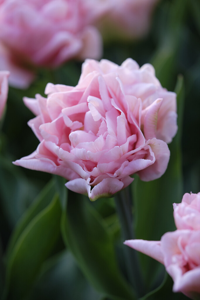 Tulip bulbs Dreamer - very new 'dreamy' softpink peony tulip! - Tulip Store