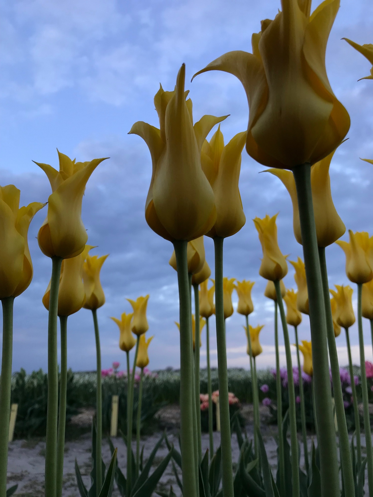 Tulip bulbs Flashback - yellow, lilyflowering tulip! - Tulip Store