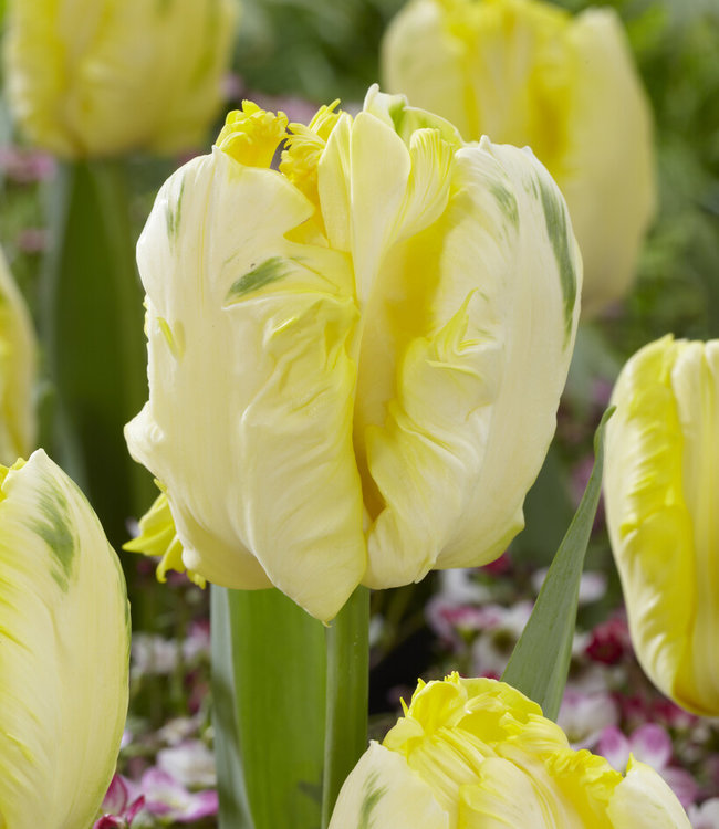 Tulip bulbs Sunny Prince - suitable for border and pot! - Tulip Store