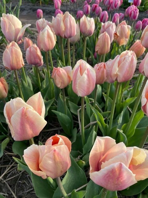 Tulip bulbs Salmon van Eijk - lovely salmon tulip! - Tulip Store