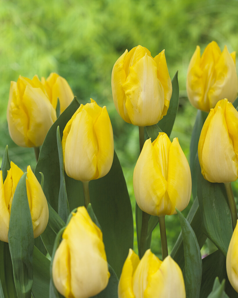 Tulip bulbs Sunny Prince - suitable for border and pot! - Tulip Store