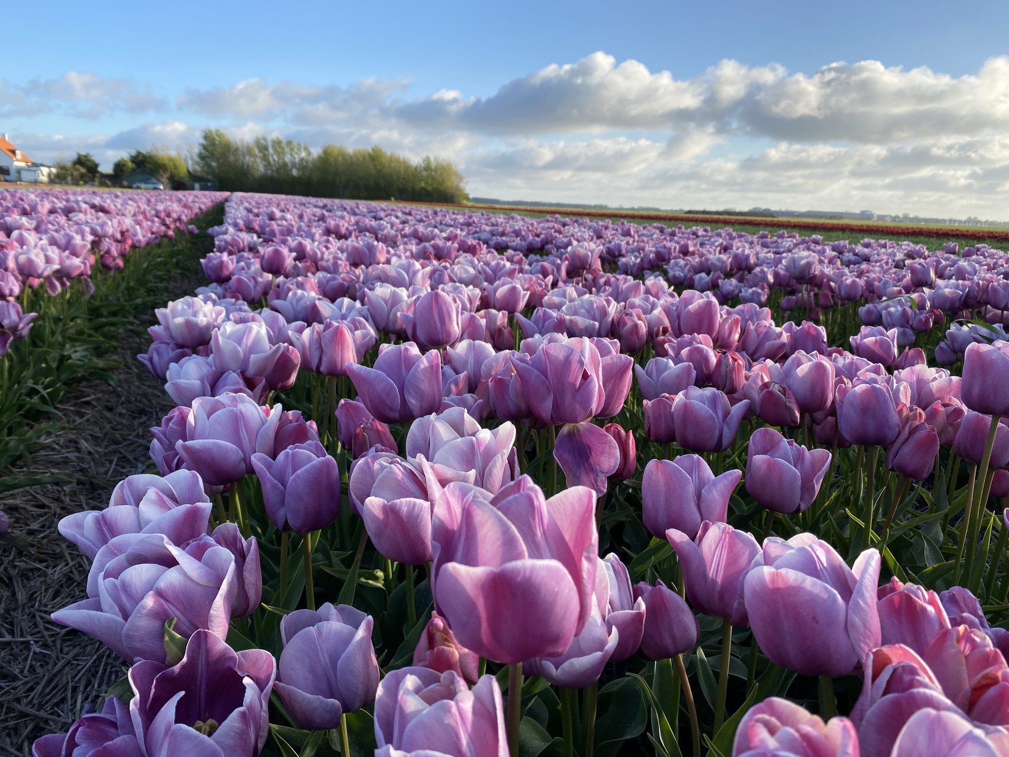 Tulip bulbs Blue Heaven - unique multiflowering tulip! - Tulip Store
