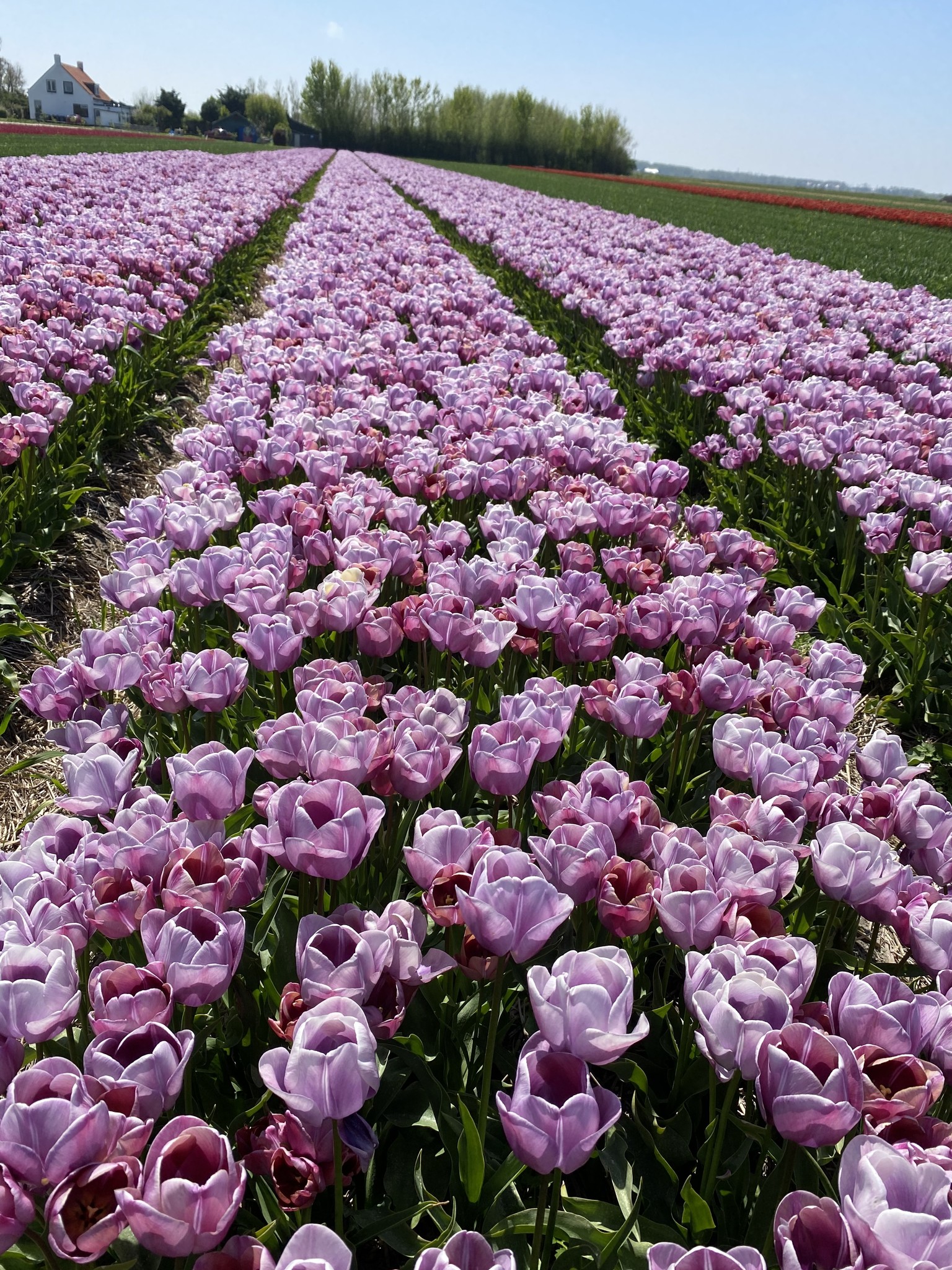 Tulip bulbs Blue Heaven - unique multiflowering tulip! - Tulip Store