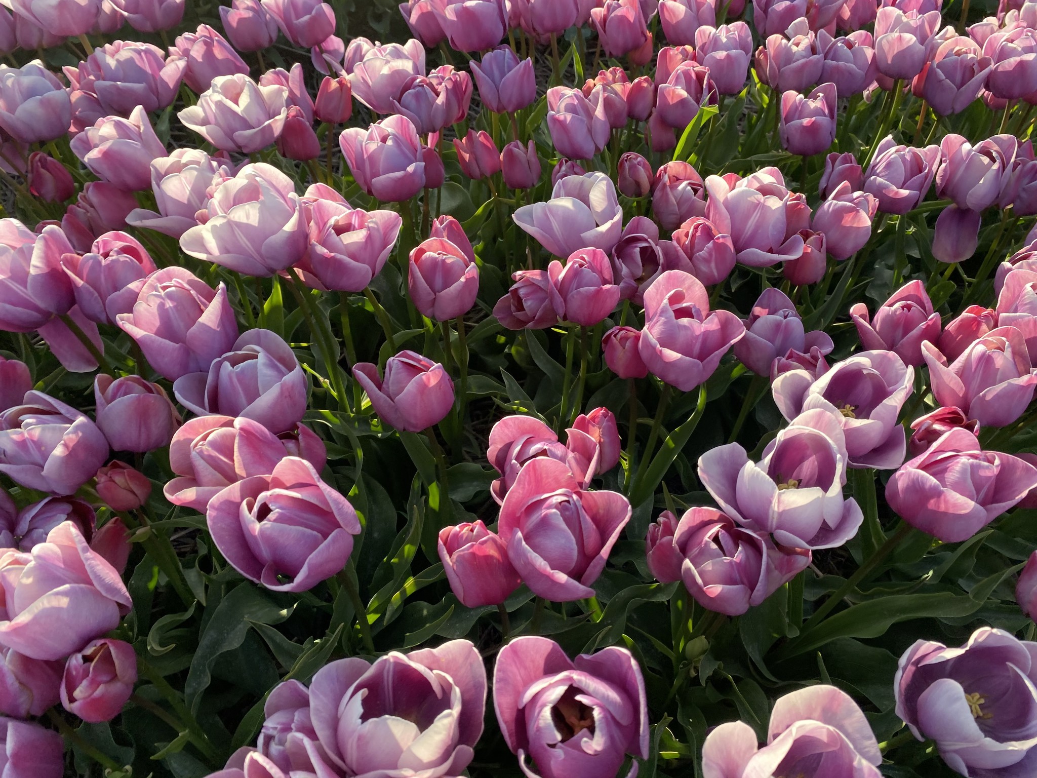 Tulpe Blue Heaven - einzigartige mehrblütige Tulpe! - Tulip Store