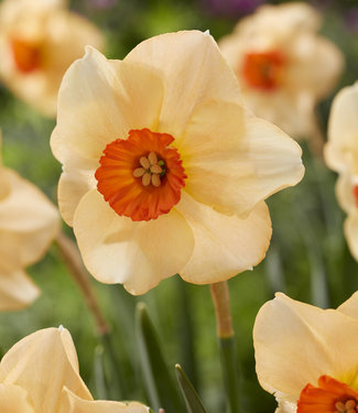 Alle narcissen - Tulip Store