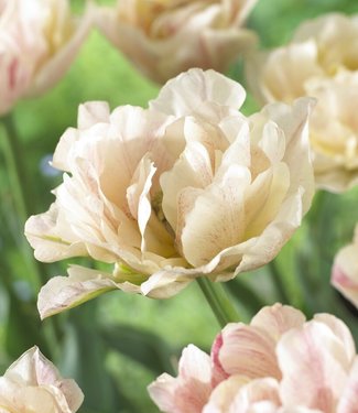 Tulip Store - Tulip Store