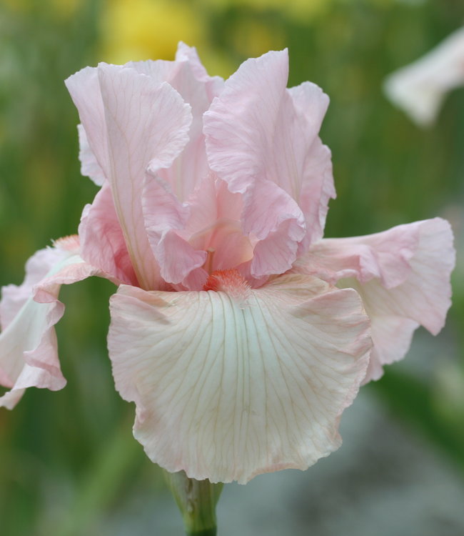 Iris Germanica Vanity - softpink awards winner! - Tulip Store