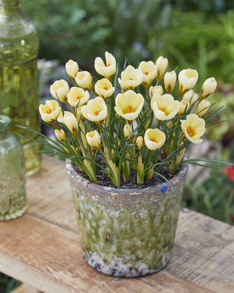 Crocusbulbs Cream Beauty - creamyellow botanical crocus! - Tulip Store