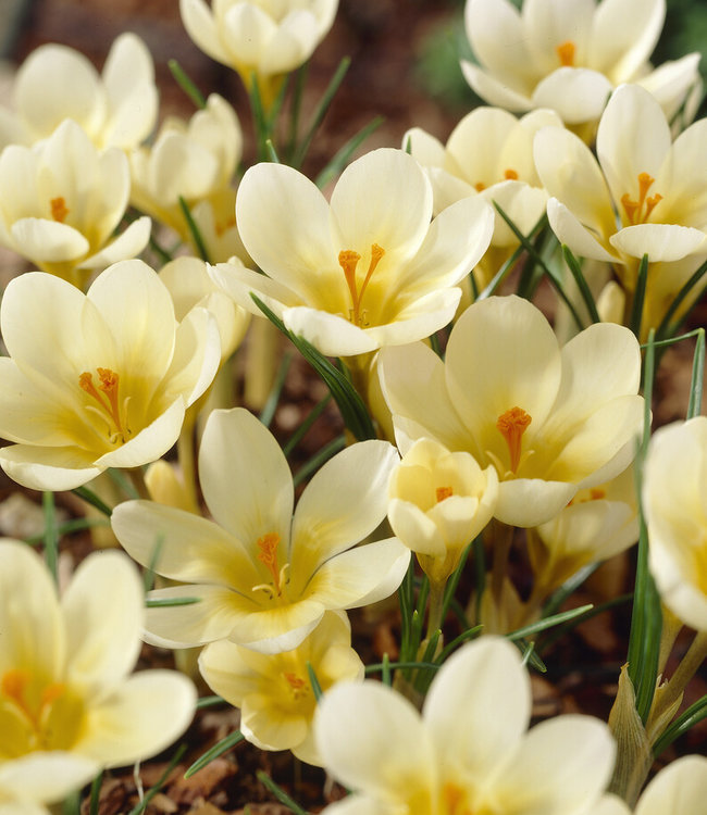 Crocusbulbs Cream Beauty - creamyellow botanical crocus! - Tulip Store