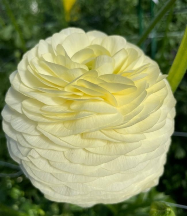Ranunculus Elegance® Crema - exclusive and wonderful! - Tulip Store