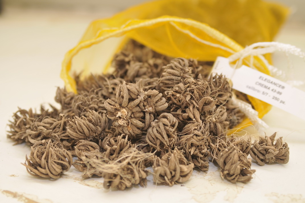 Ranunculus Elegance® Clementine - exclusive and wonderful! - Tulip Store