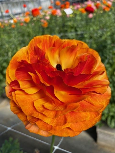 Ranunculus Elegance® Clementine - exclusive and wonderful! - Tulip Store