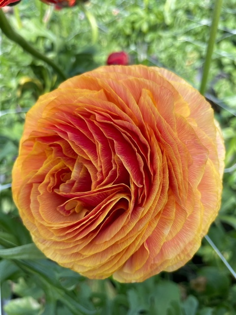 Ranunculus Elegance® Clementine - exclusive and wonderful! - Tulip Store