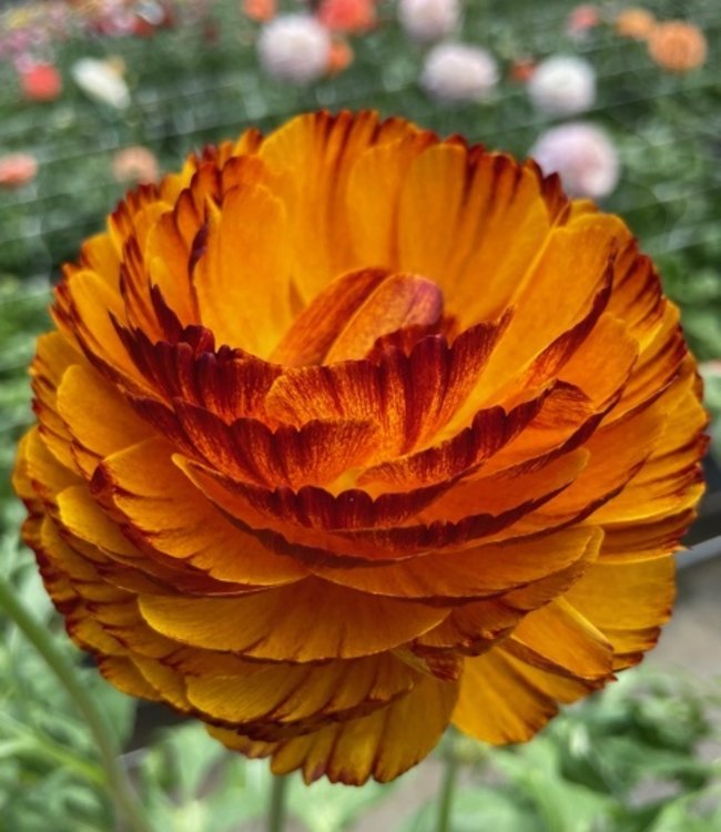Ranunculus Elegance® Giallo Striato - exclusive and wonderful! - Tulip ...