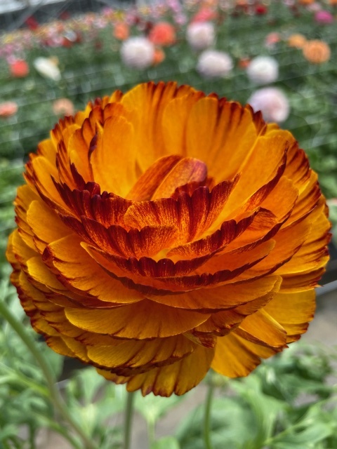 Ranunculus Elegance® Giallo Striato - exclusive and wonderful! - Tulip ...
