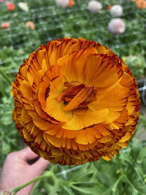 Ranunculus Elegance® Giallo Striato - exclusive and wonderful! - Tulip ...