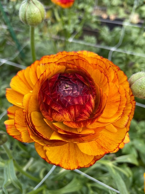 Ranunculus Elegance® Giallo Striato - exclusive and wonderful! - Tulip ...