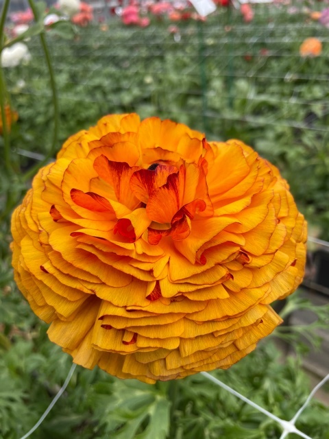Ranunculus Elegance® Giallo Striato - exclusive and wonderful! - Tulip ...
