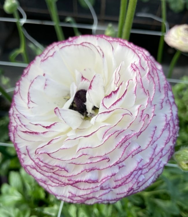 Ranunculus Elegance® Bianco Striato - exclusive and wonderful! - Tulip ...