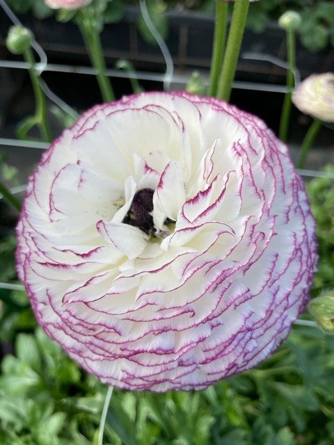Ranunculus Elegance® Bianco Striato - exclusive and wonderful! - Tulip ...