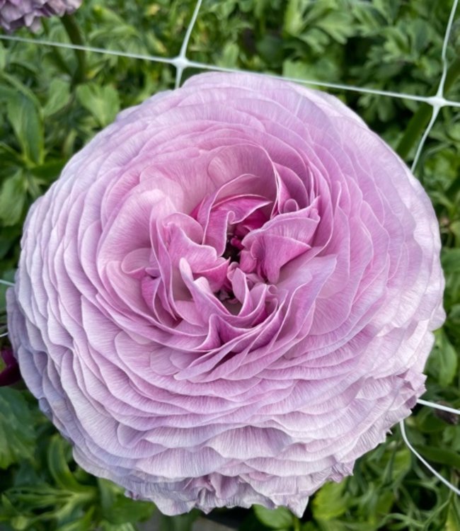 Ranunculus Elegance® Milka - exclusive and wonderful! - Tulip Store