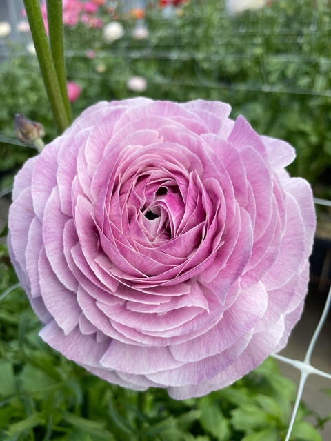 Ranunculus Elegance® Milka - exclusive and wonderful! - Tulip Store
