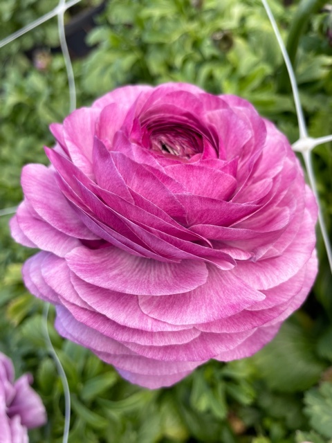 Ranunculus Elegance® Milka - exclusive and wonderful! - Tulip Store