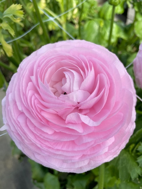 Ranunculus Elegance® Rosa Chiaro - exclusive and wonderful! - Tulip Store
