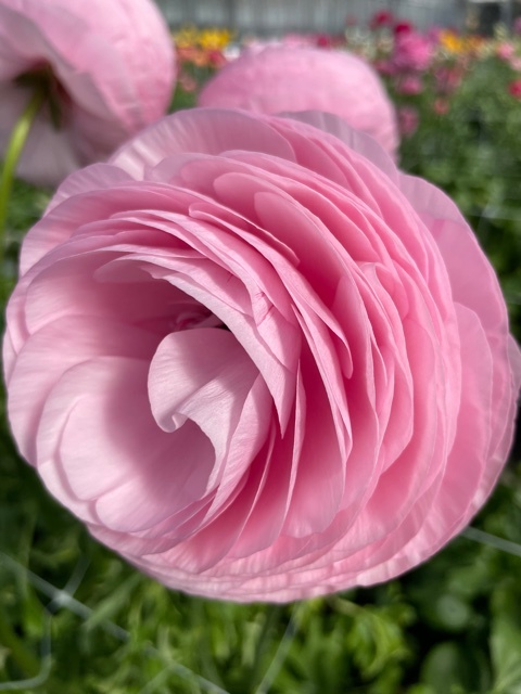 Ranunculus Elegance® Rosa Chiaro - exclusive and wonderful! - Tulip Store