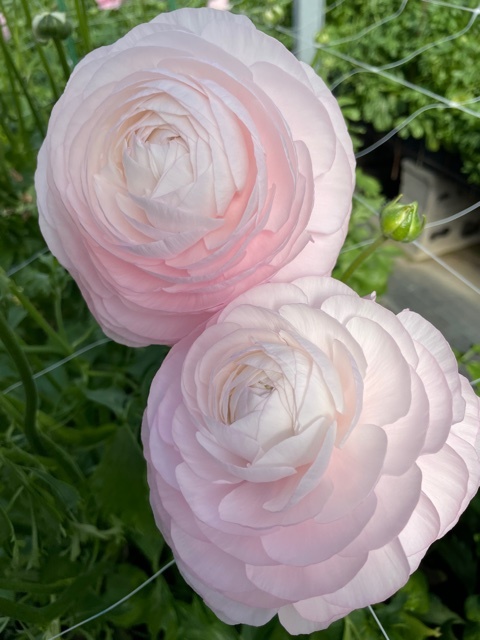 Ranunculus Elegance® Rosa Chiaro - exclusive and wonderful! - Tulip Store