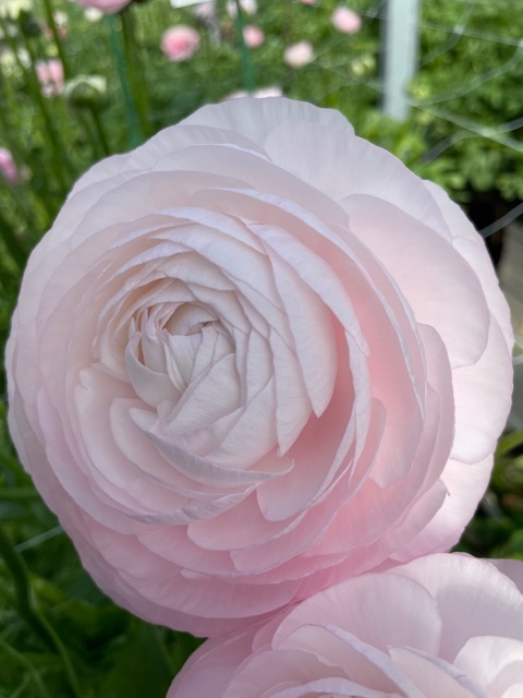Ranunculus Elegance® Rosa Chiaro - exclusive and wonderful! - Tulip Store