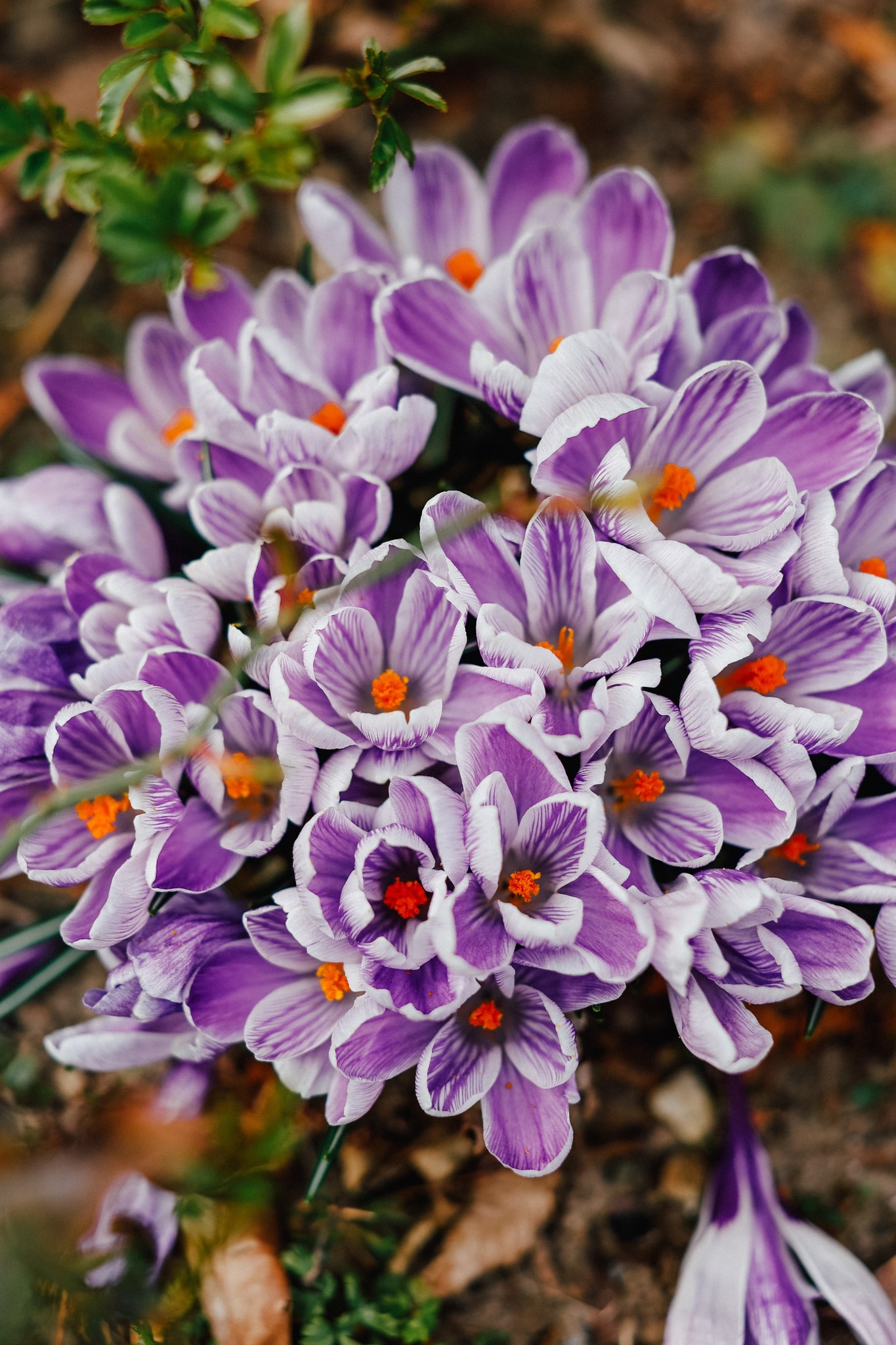 Crocus bulbs King of the Striped - unique striped crocus! - Tulip Store