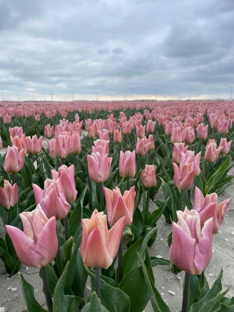 Tulip bulbs Apricot Copex - lovely new tulip! - Tulip Store