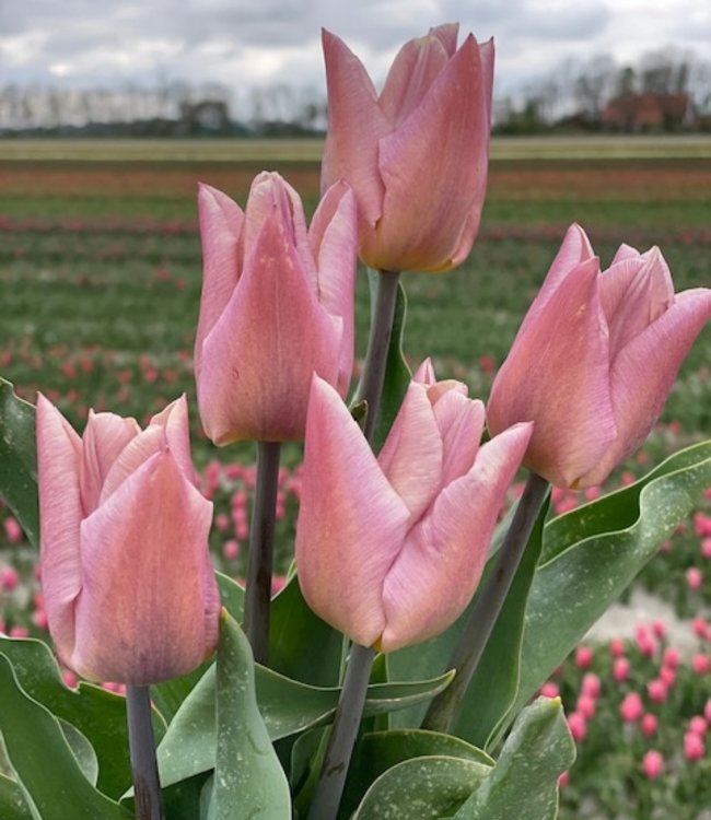 Tulip bulbs Apricot Copex - lovely new tulip! - Tulip Store