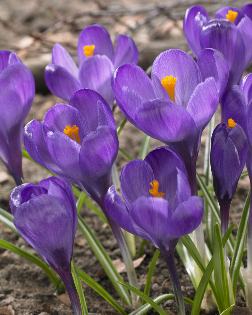 Crocus bulbs Flower Record - large puple Crocus! - Tulip Store