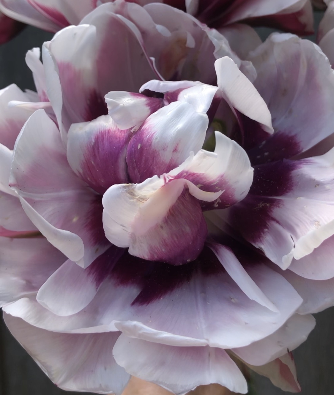Tulip bulbs Pistache - lovely edged peonyflowering tulip! - Tulip Store