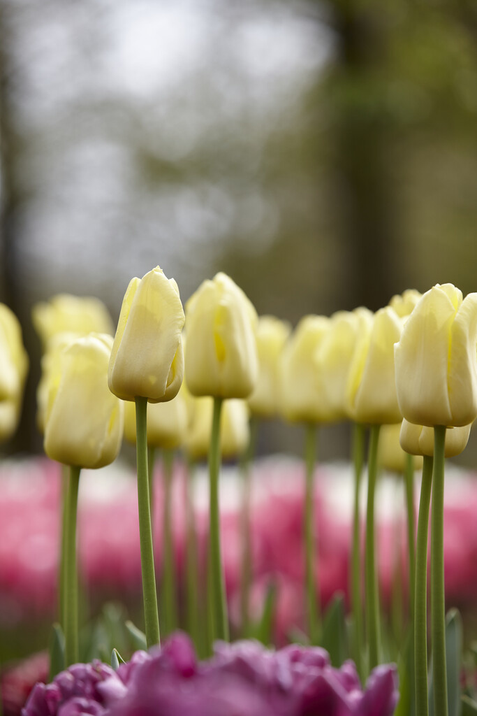 Tulip bulbs World Friendship - longstemmed stunner! - Tulip Store